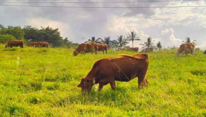 Wisata Di Peternakan Sapi Terbesar Di Indonesia